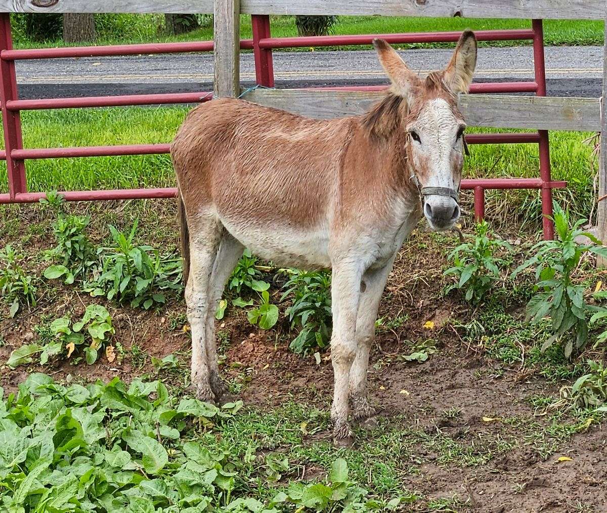 Sweet Donkey Gelding