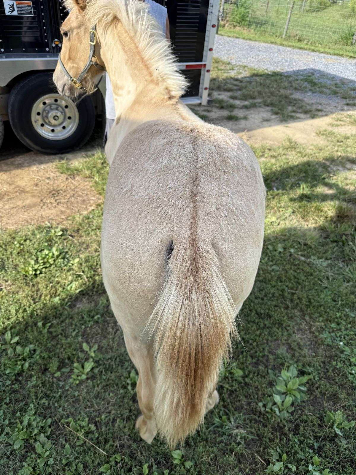 Icelandic Cross Filly