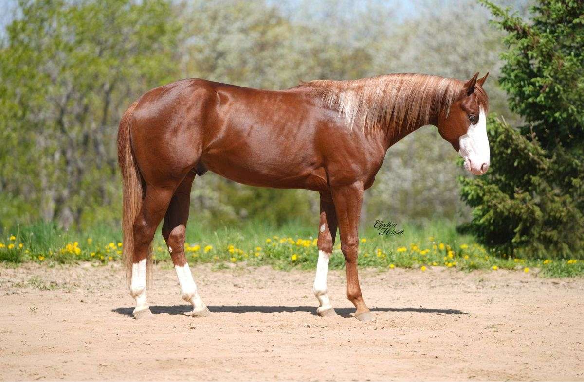 Rev - a Top-Tier Show Prospect 2 Yr Old Sorrel AQHA Stallion!