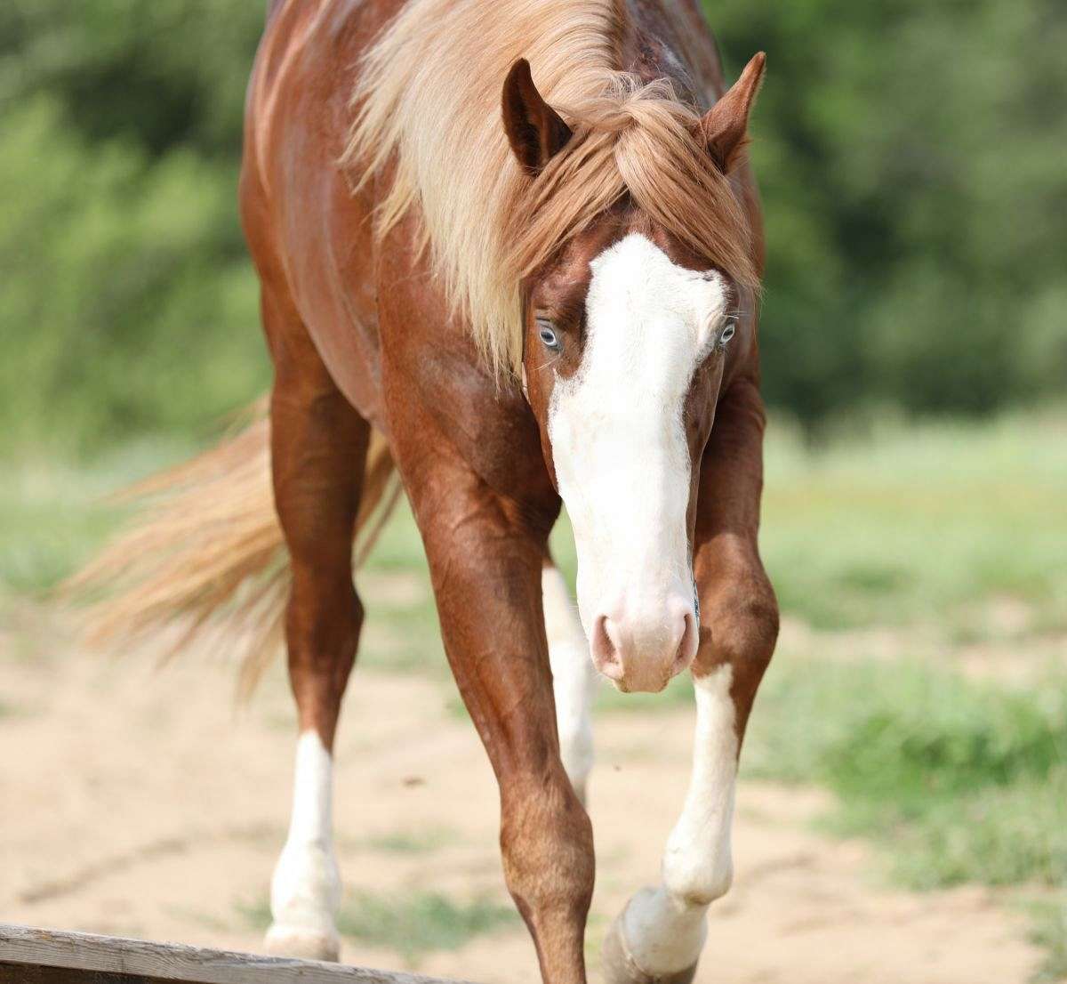 Rev - a Top-Tier Show Prospect 2 Yr Old Sorrel AQHA Stallion!