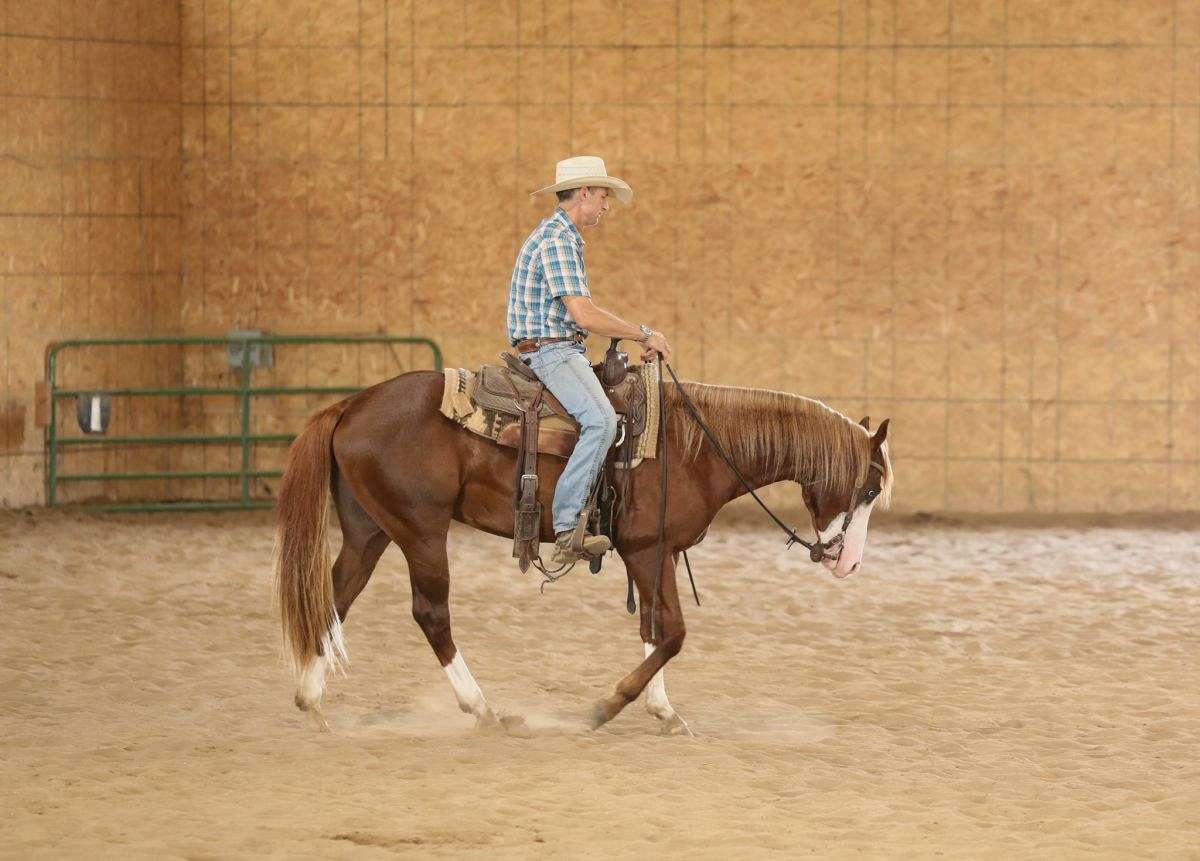 Rev - a Top-Tier Show Prospect 2 Yr Old Sorrel AQHA Stallion!