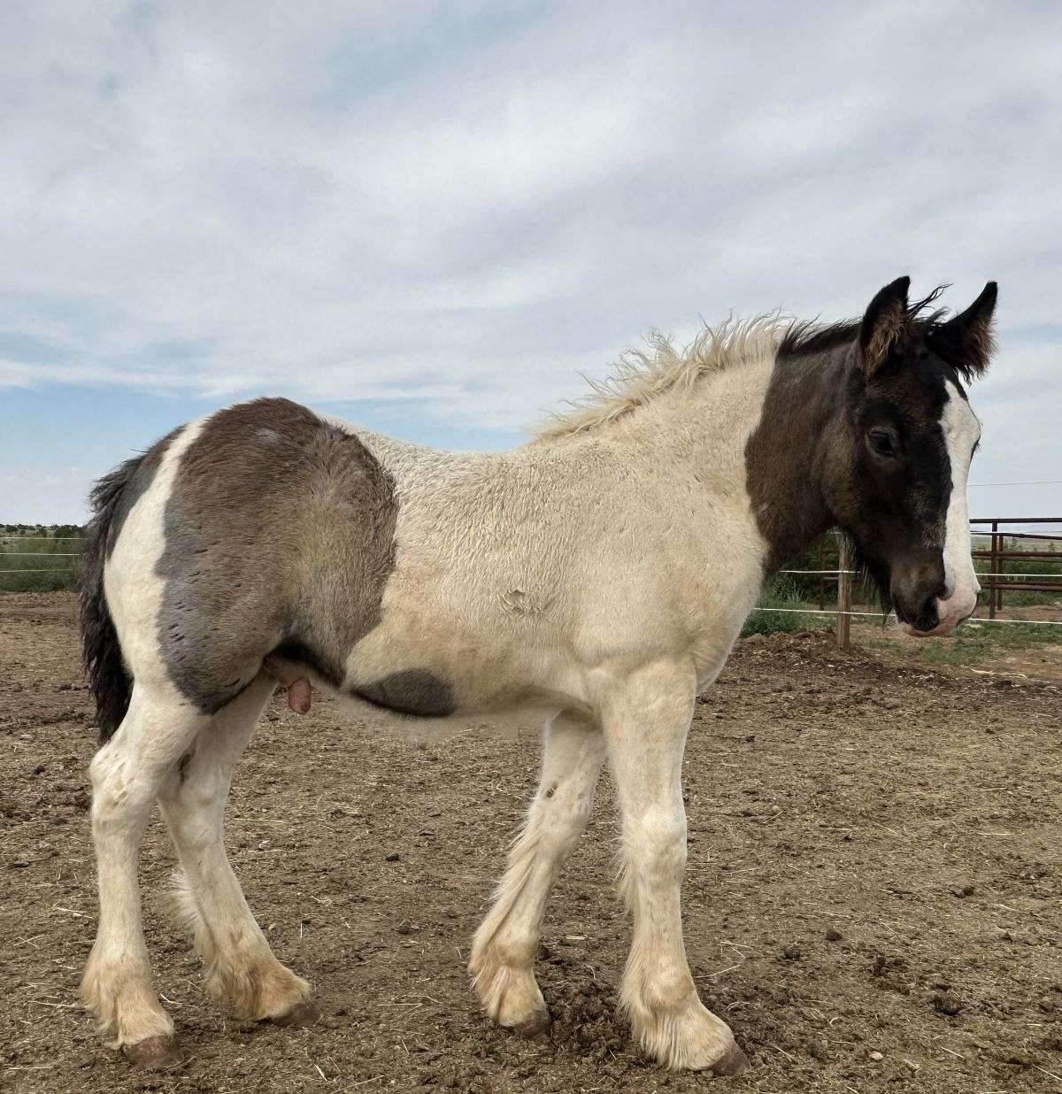 Chunky Blue Roan Tobiano Gypsy Vanner Gelding