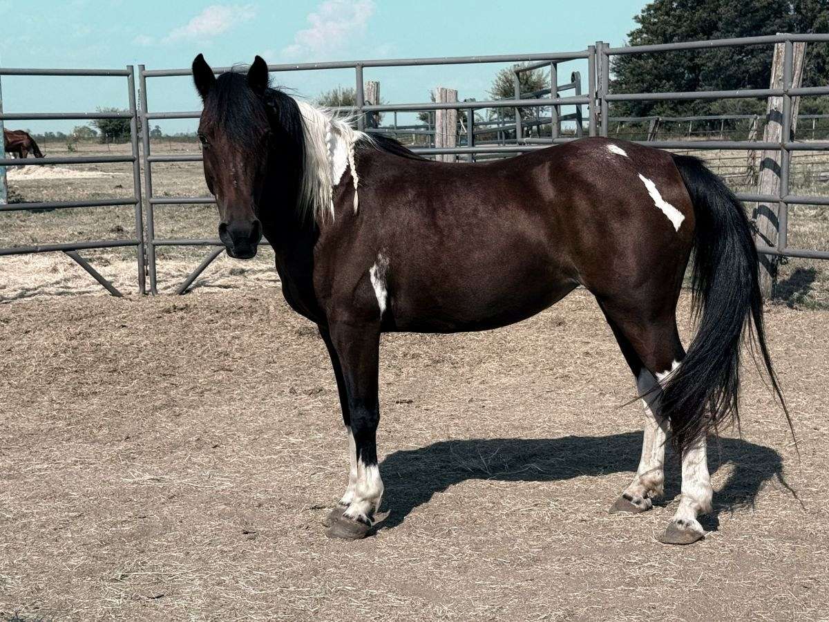 14 Year Old Pony Mare