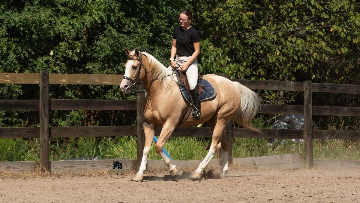 Pal - Excellent All-Around Horse 8 Yr Old Palomino Quarter Horse Gelding!