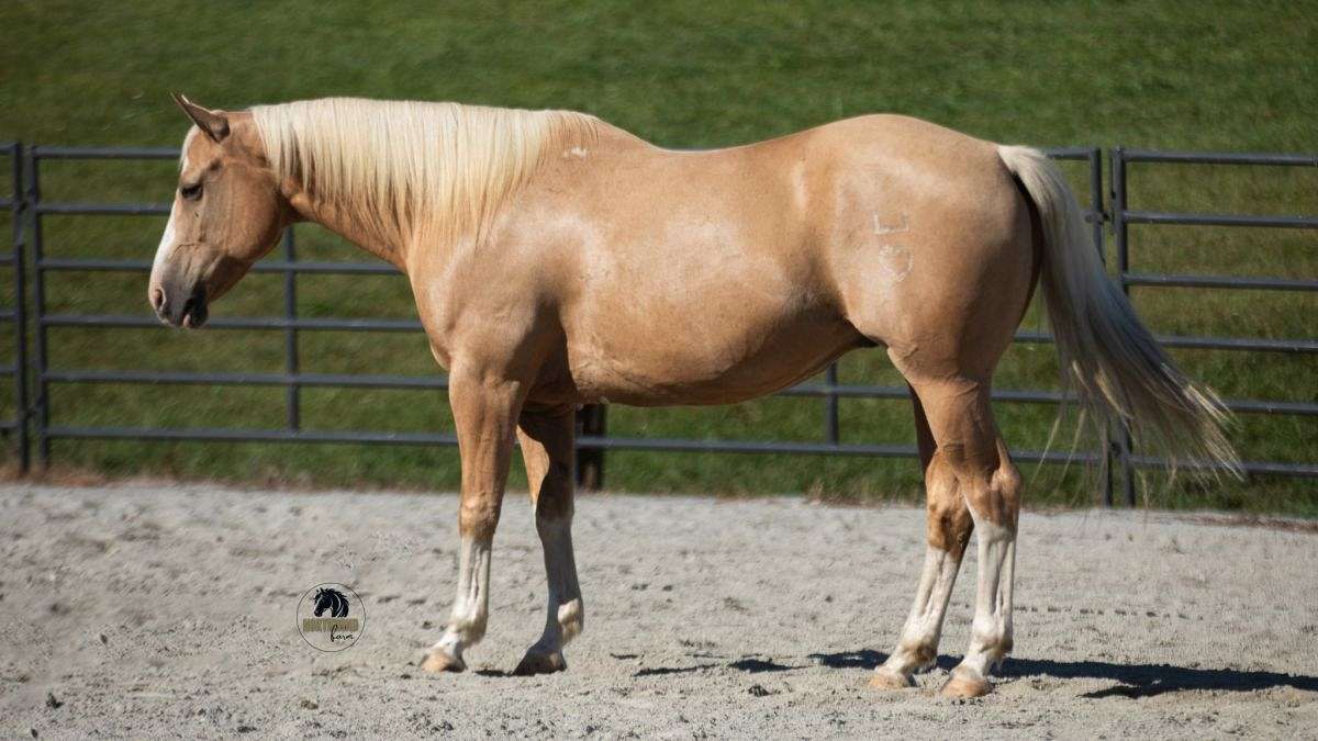 Pal - Excellent All-Around Horse 8 Yr Old Palomino Quarter Horse Gelding!