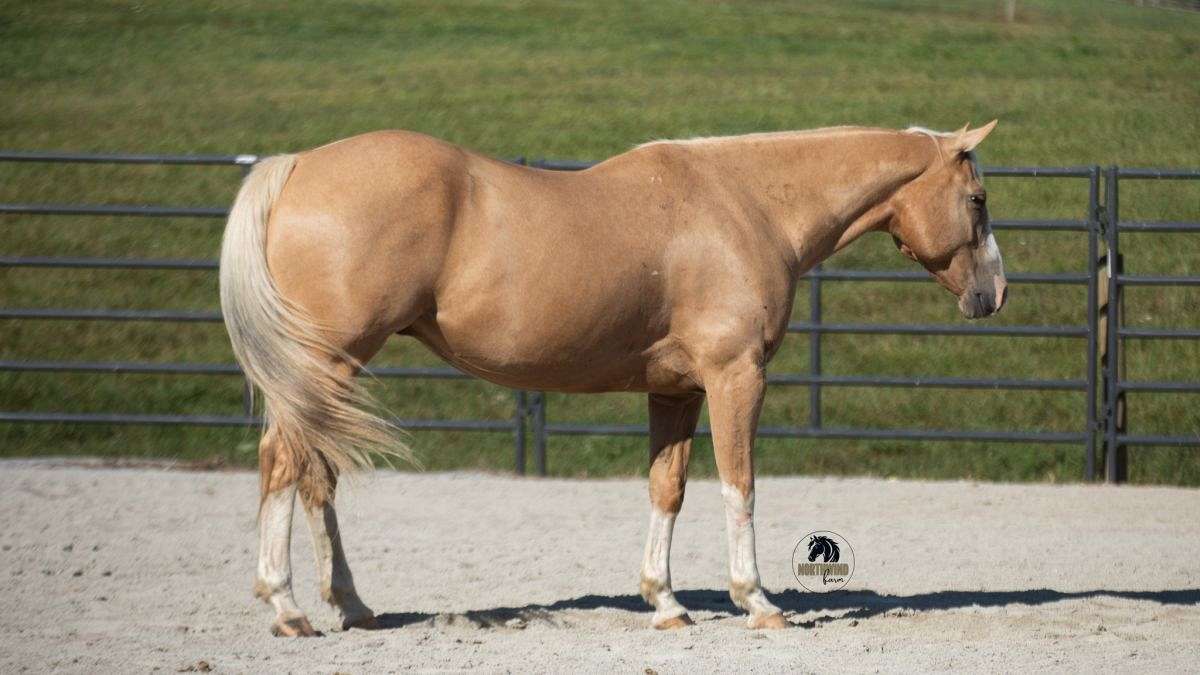 Pal - Excellent All-Around Horse 8 Yr Old Palomino Quarter Horse Gelding!