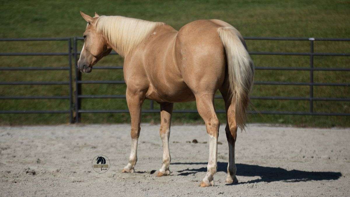 Pal - Excellent All-Around Horse 8 Yr Old Palomino Quarter Horse Gelding!