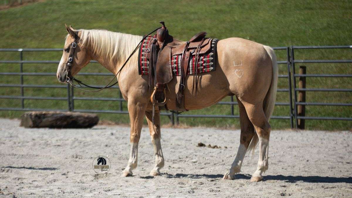 Pal - Excellent All-Around Horse 8 Yr Old Palomino Quarter Horse Gelding!
