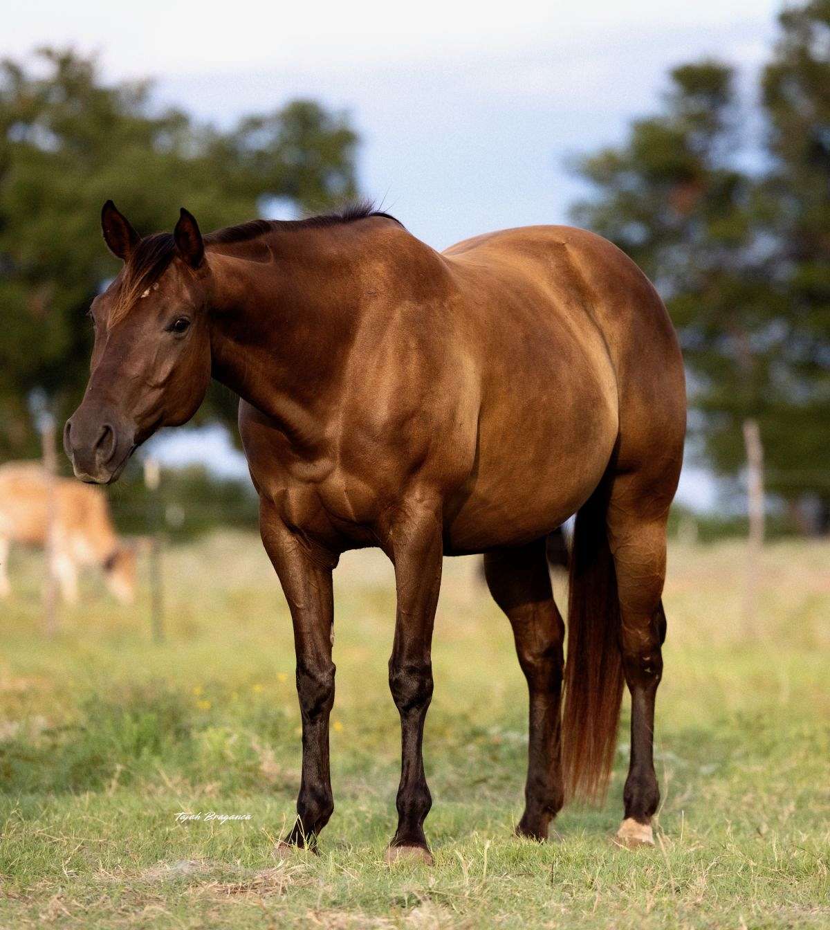 Maxx Made Me Flashy - Big Built & Beautiful 6 Yr Old Chestnut AQHA Mare.