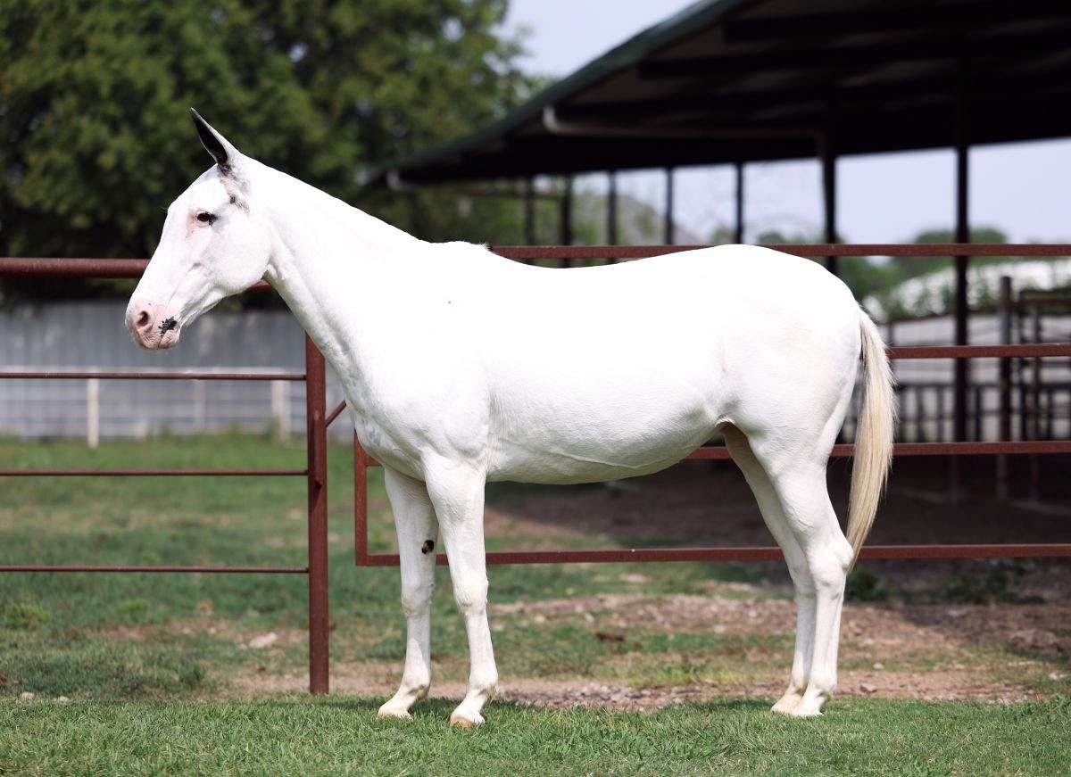 Marshmallow - the Ultimate Bombproof 15 Yr Old Paint Molly Mule!