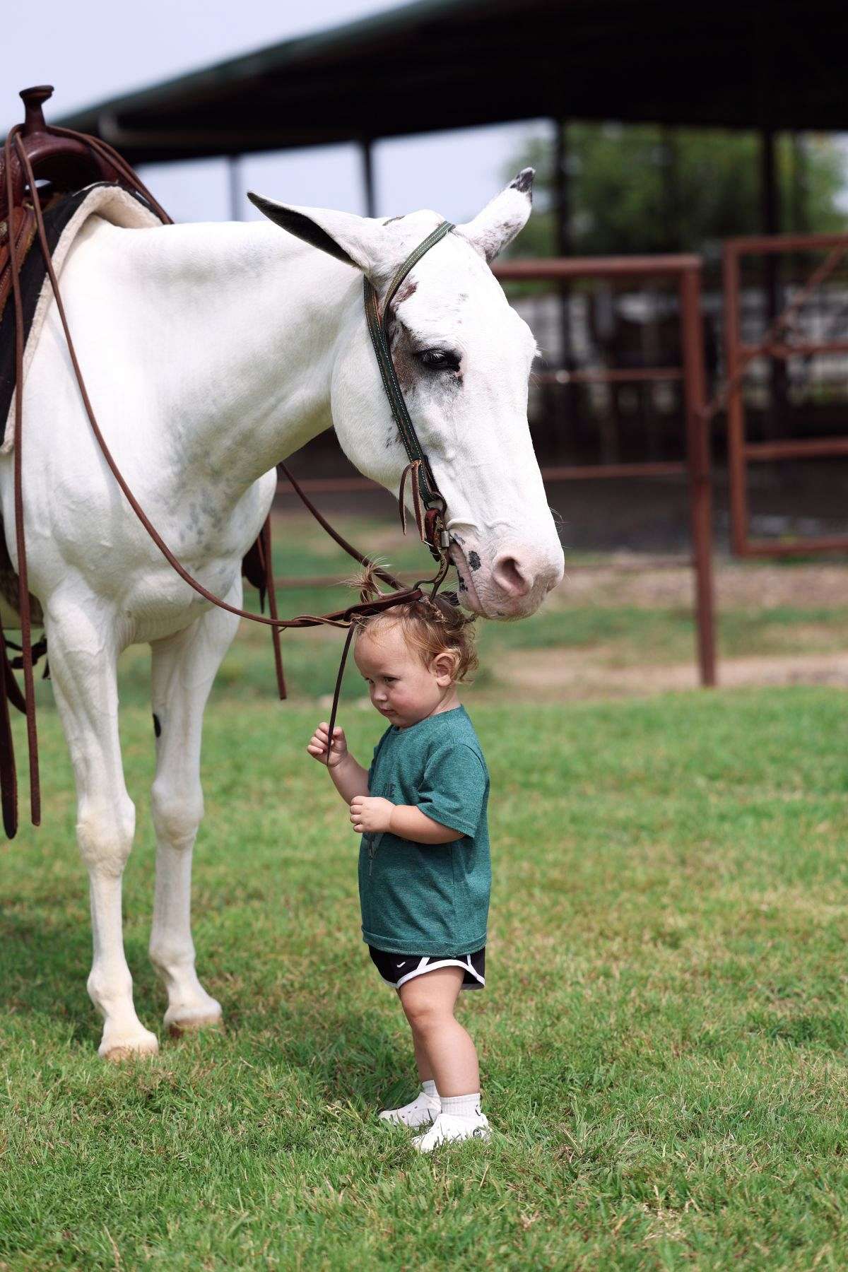 Marshmallow - the Ultimate Bombproof 15 Yr Old Paint Molly Mule!