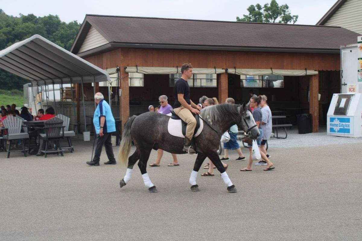 Hershey's Jackson - Very Pretty & Passionate 4 yo Grey Draft Cross Gelding!