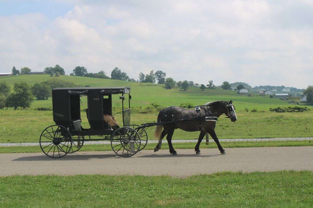 Hershey's Jackson - Very Pretty & Passionate 4 yo Grey Draft Cross Gelding!