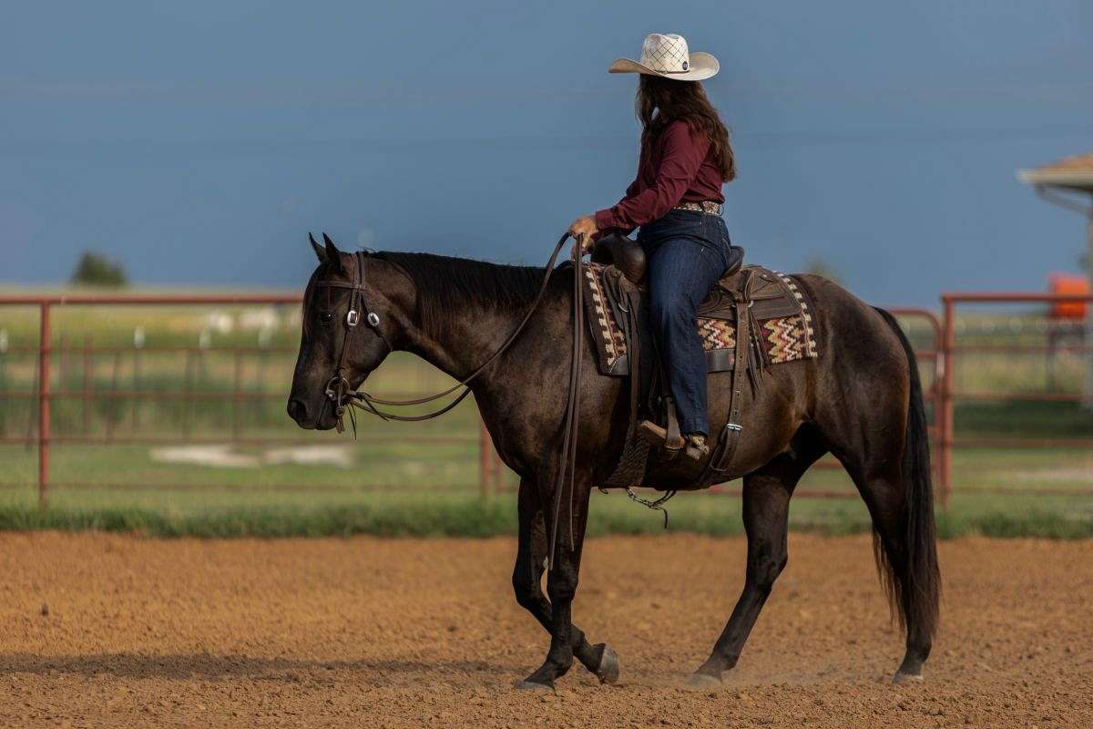 Grimm - Your Next All-Around Prospect 3 Yr Old Black AQHA Gelding!