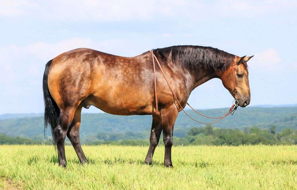 Dusty - Thick Built & Very Friendly 8 Yr Old Dapple Buckskin QH Gelding!