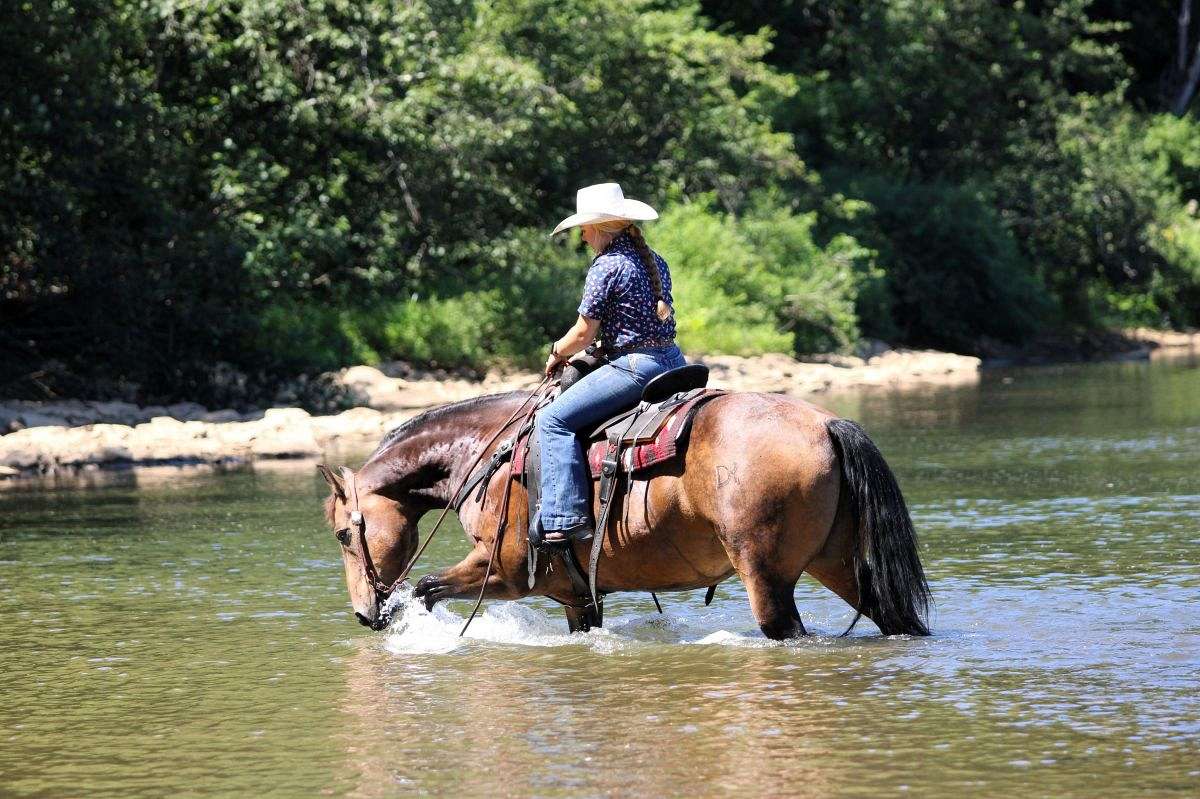 Dusty - Thick Built & Very Friendly 8 Yr Old Dapple Buckskin QH Gelding!
