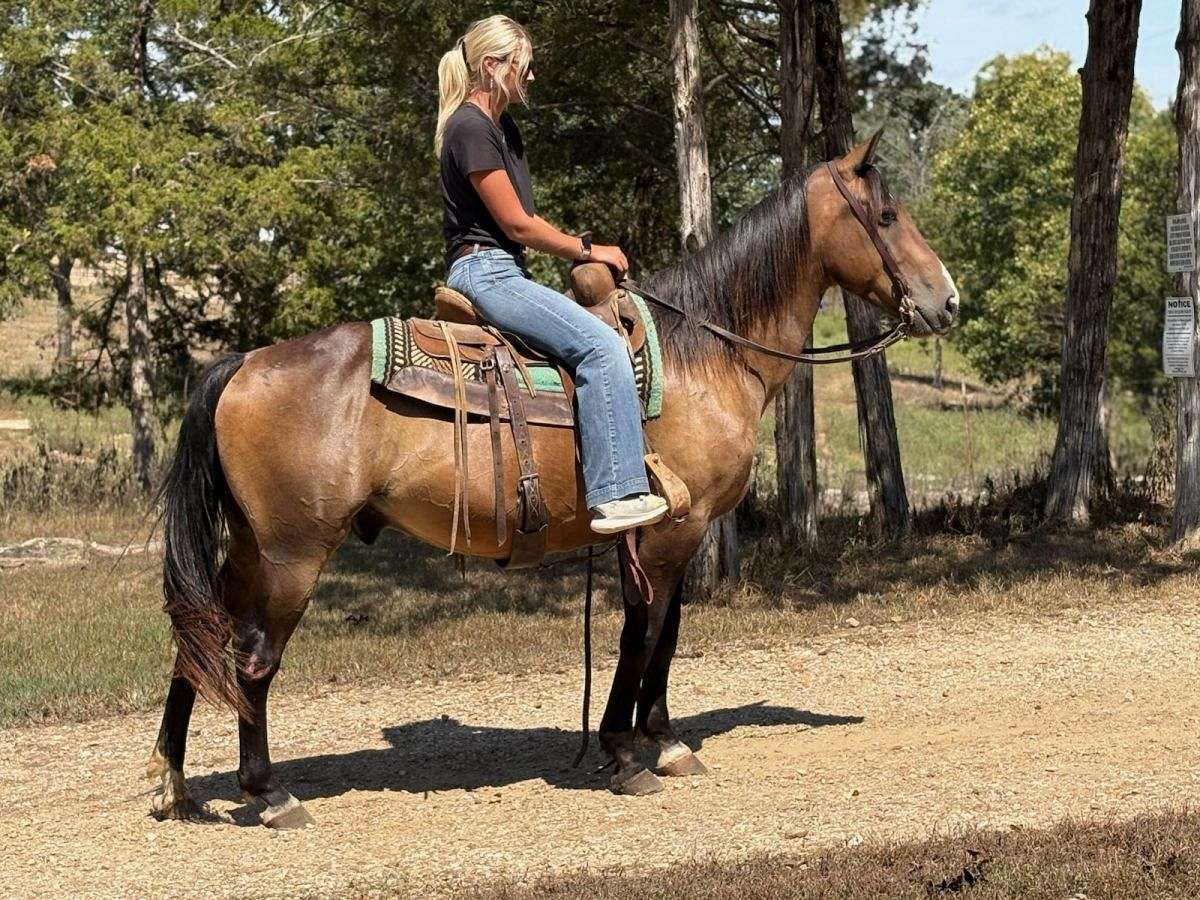 Bay Quarter Trail Horse - Milo
