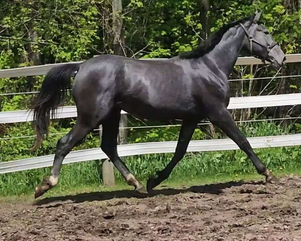 Lovely Gray 2023 KWPN Filly