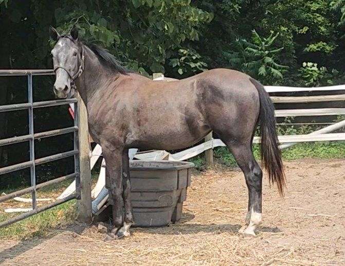 Lovely Gray 2023 KWPN Filly