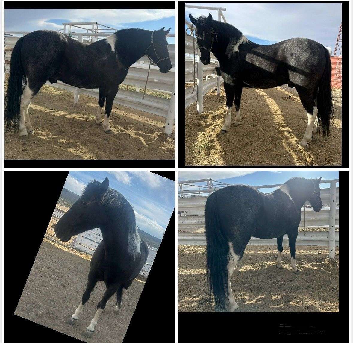 Flashy, Gentle, All Around Draft Cross Paint