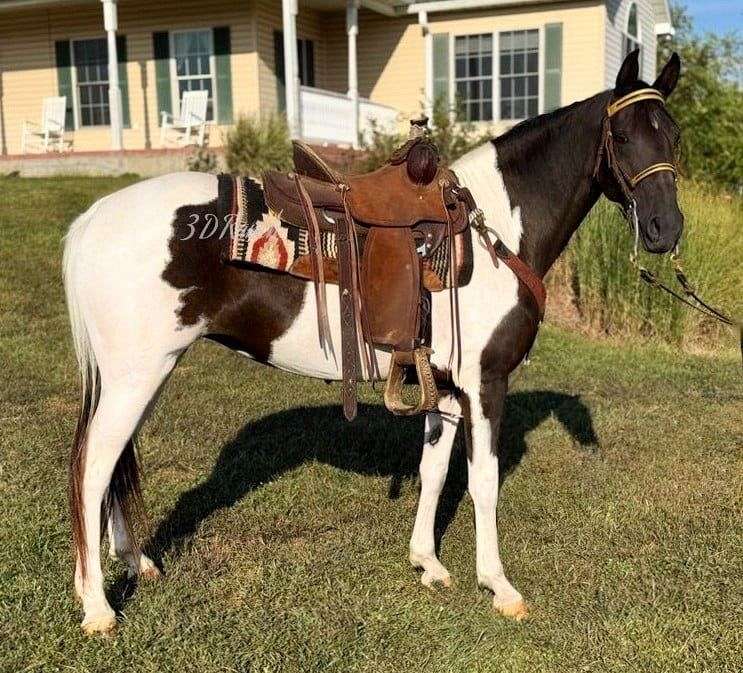 Gentle and Safe Spotted Missouri Fox Trotter Trail Mare