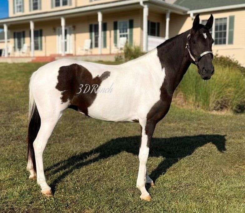 Gentle and Safe Spotted Missouri Fox Trotter Trail Mare