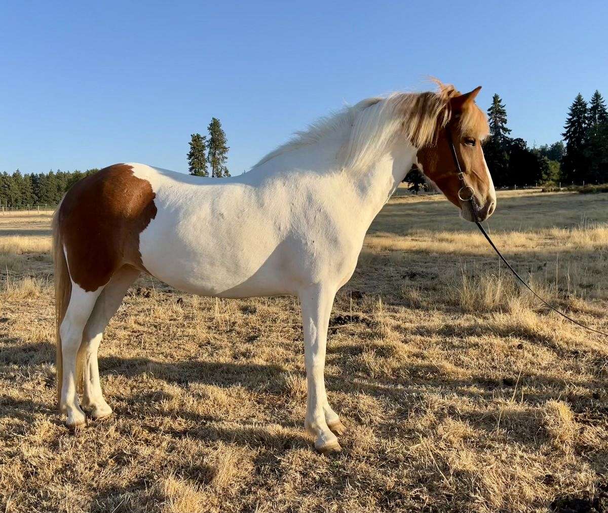 Beautiful Pinto Icelandic Mare