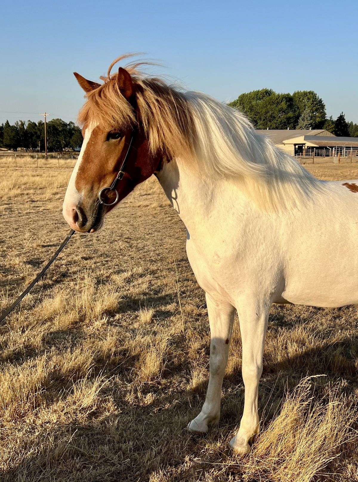 Beautiful Pinto Icelandic Mare