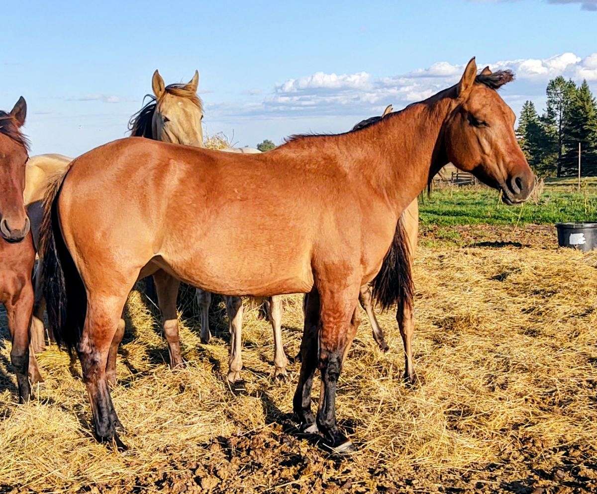 Cody Dunbar, 28 Months Old, Registered Dun Filly.