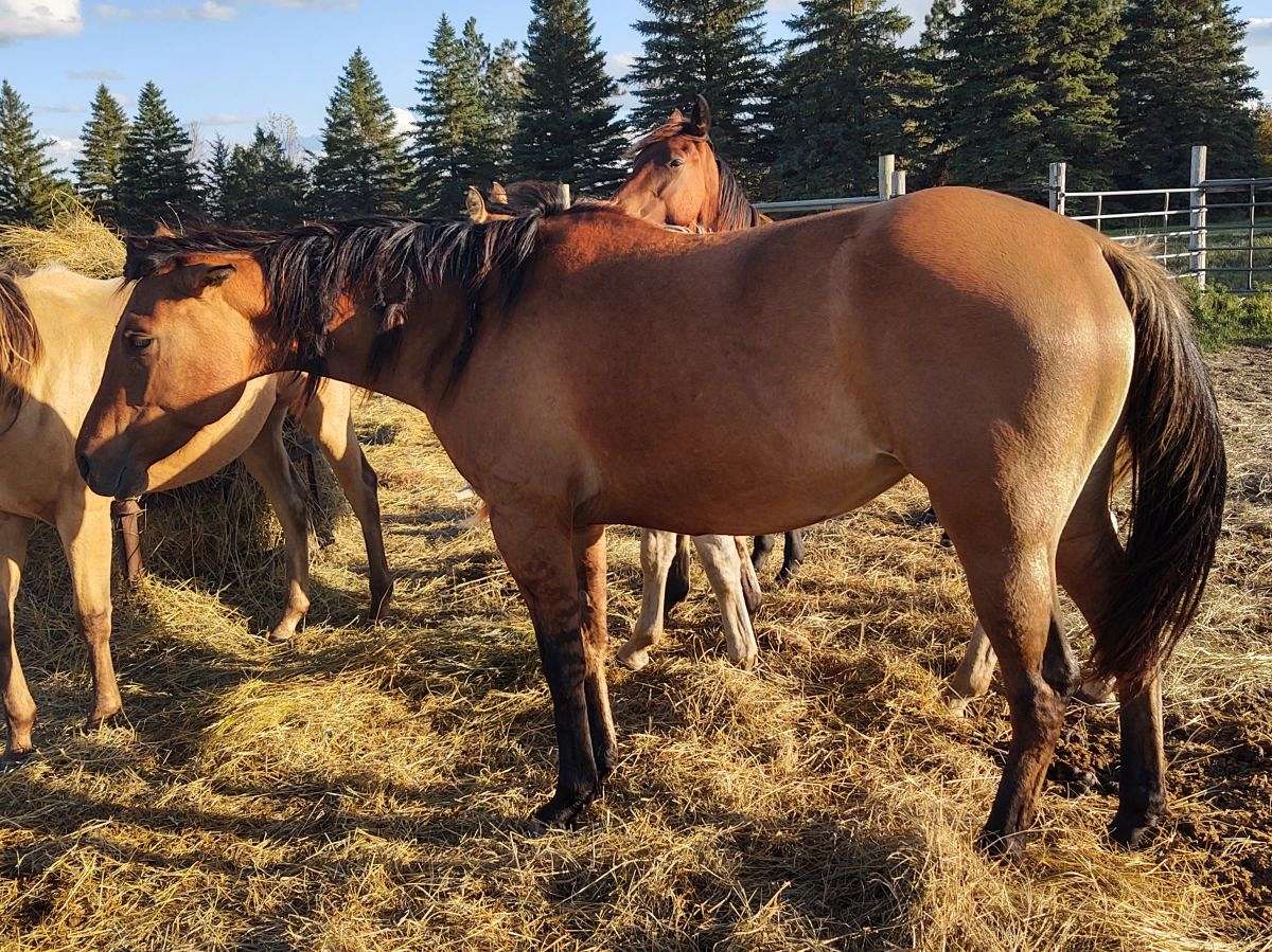 Cody Dunbar, 28 Months Old, Registered Dun Filly.
