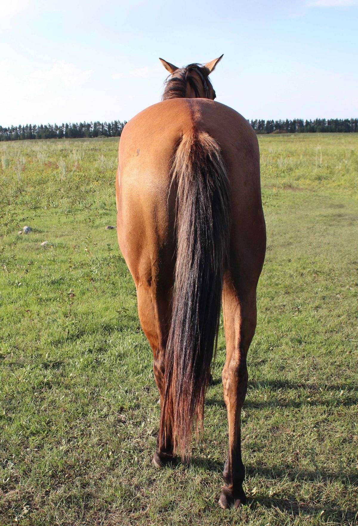 Cody Dunbar, 28 Months Old, Registered Dun Filly.