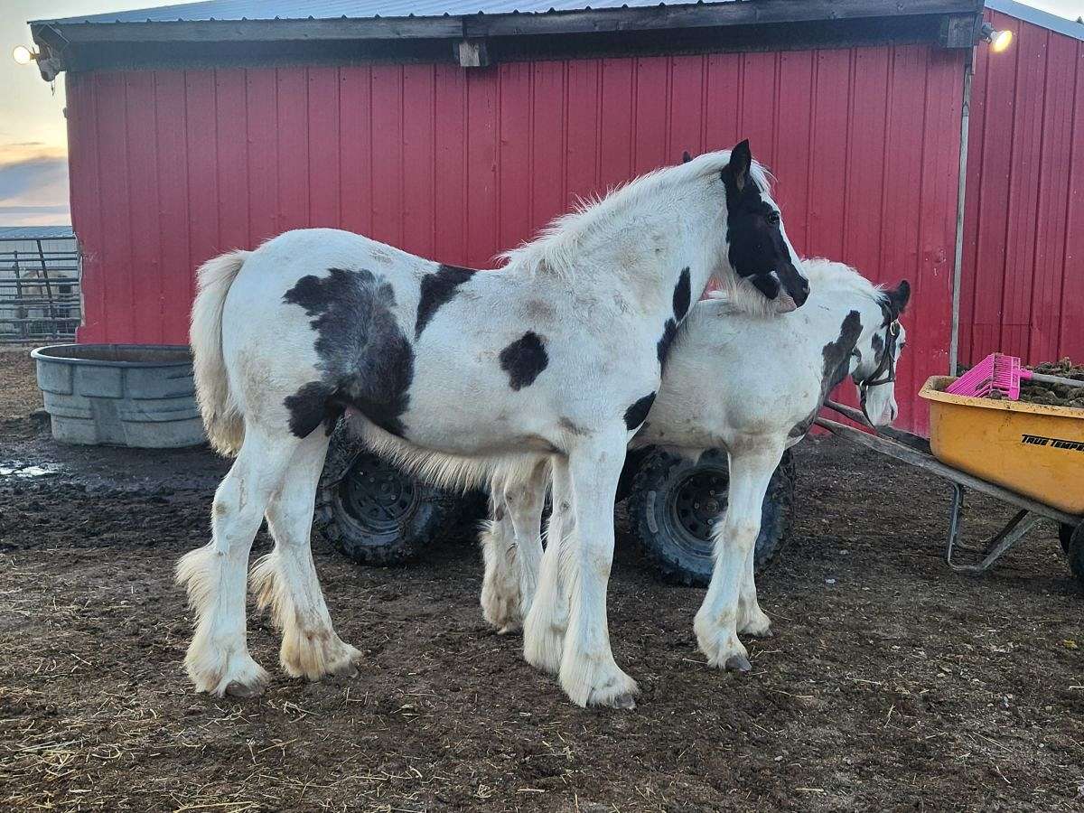 Black and White Gypsy Filly