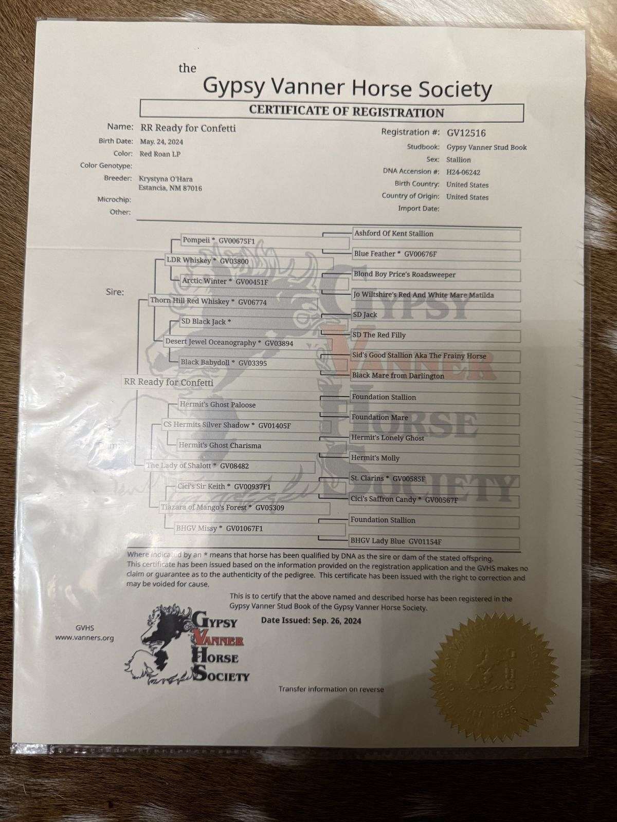 Yearling Gypsy Vanner Stallion