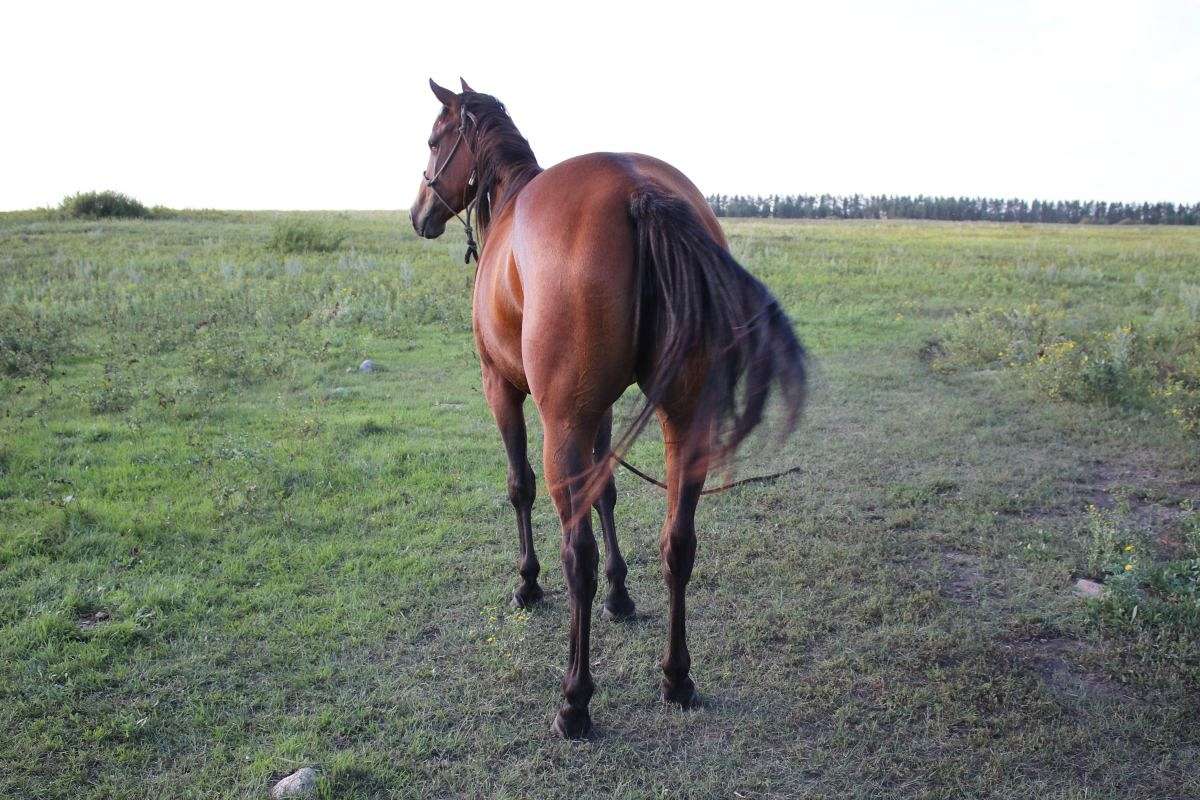 Travellers Bay, Elegant, AQHA Registered, 28 Month Old Bay Fill.
