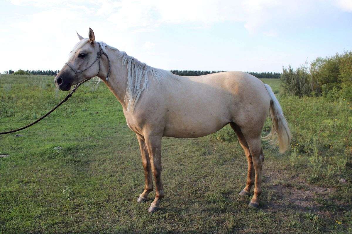 Miss Holi Sanbar, Solid, 28 Month Old, Palomino Dun Filly,