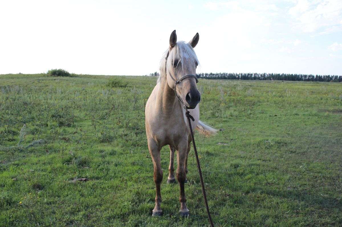 Miss Holi Sanbar, Solid, 28 Month Old, Palomino Dun Filly,