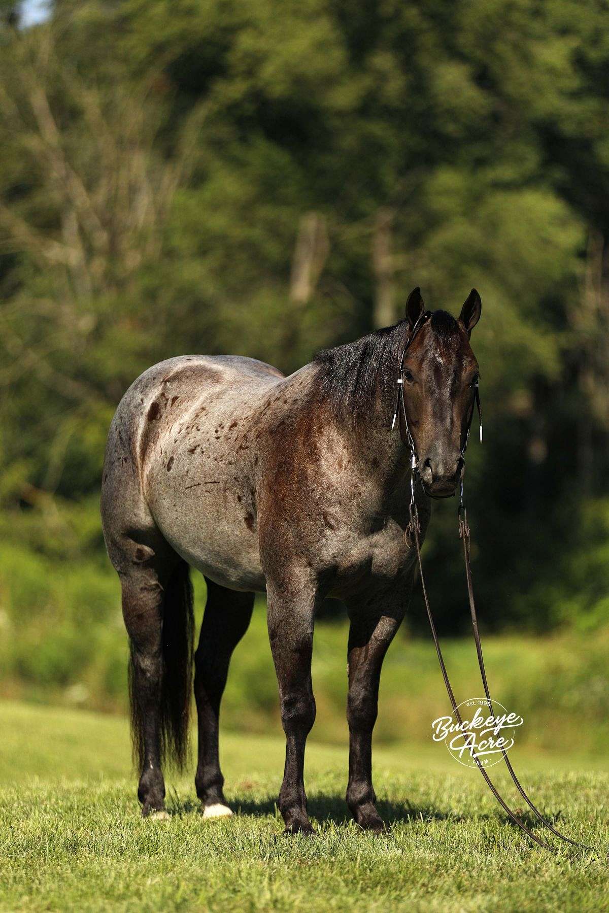 Laddy 4 Yr 15.1 Hand Blue Roan AQHA Gelding | Best of the West | Safe