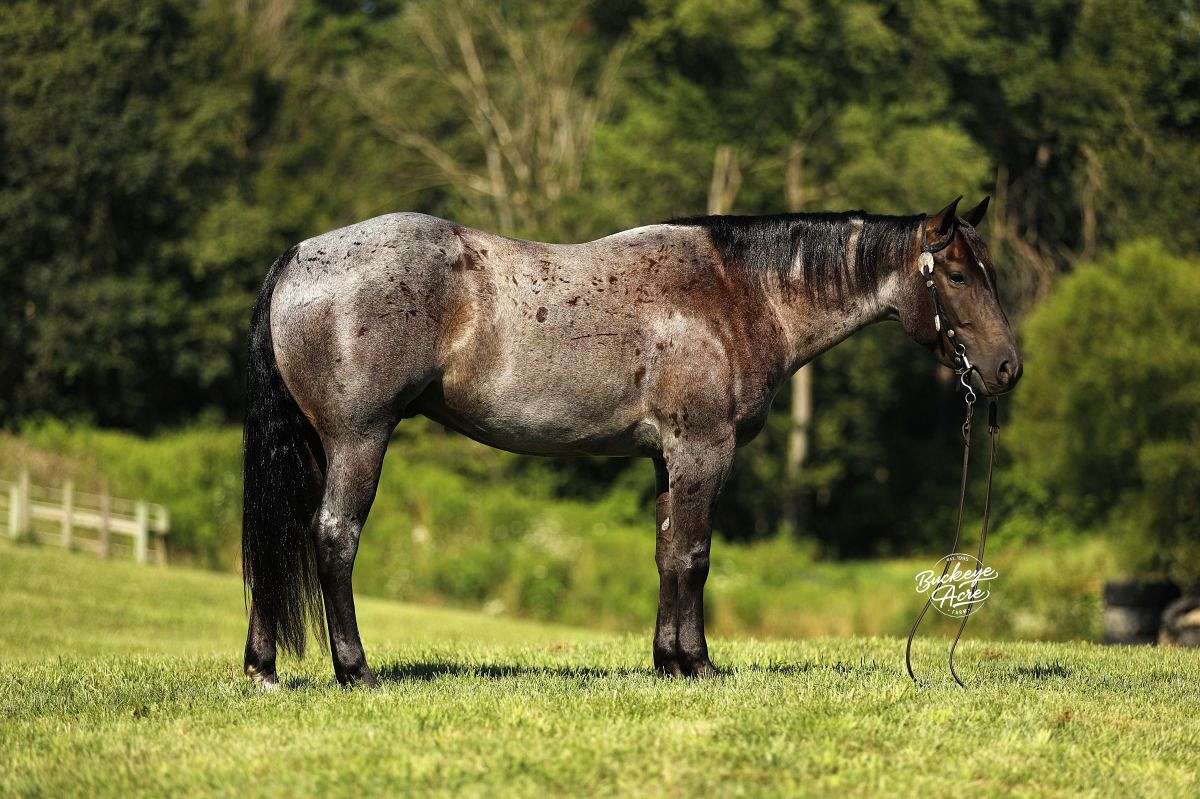 Laddy 4 Yr 15.1 Hand Blue Roan AQHA Gelding | Best of the West | Safe