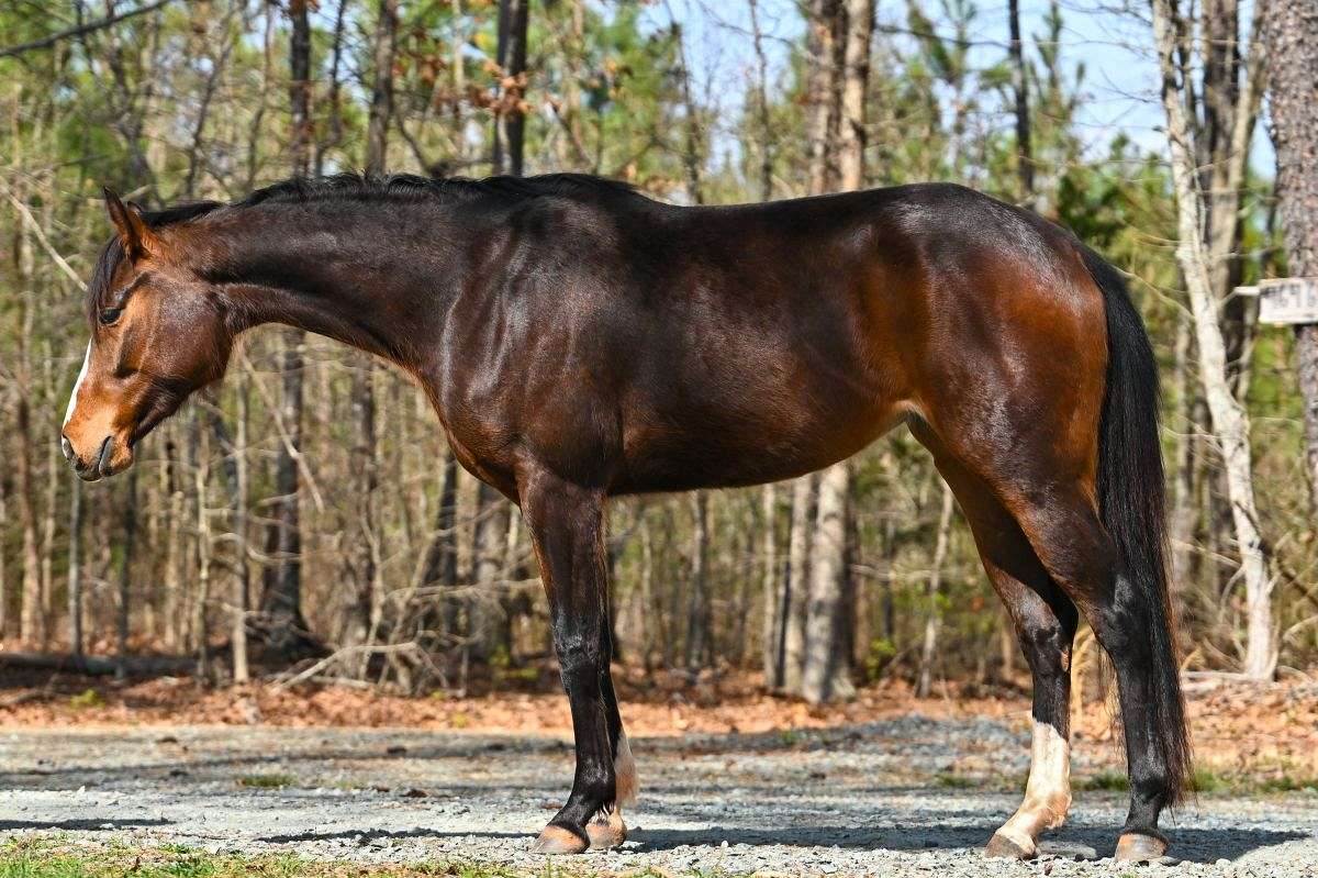 AQHA/APHA Hunter/Western/All Around Project Mare On a Budget