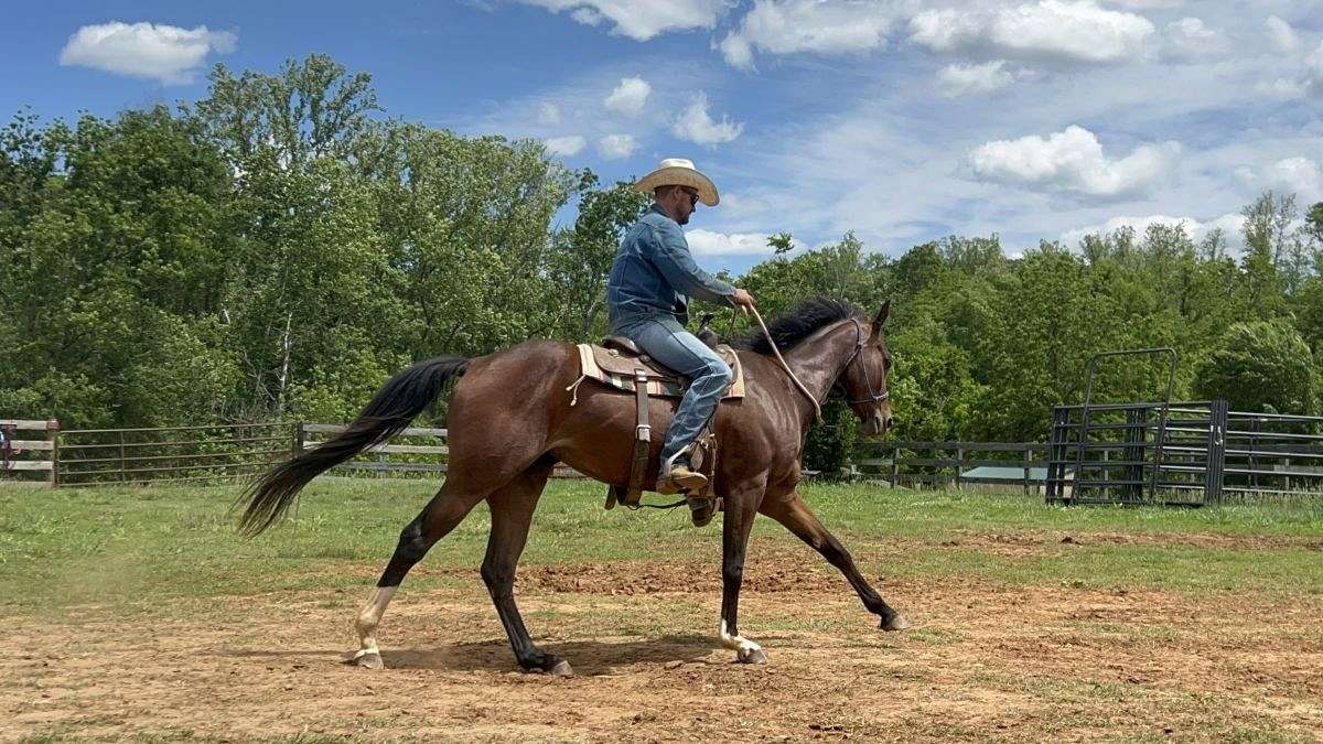 AQHA/APHA Hunter/Western/All Around Project Mare On a Budget