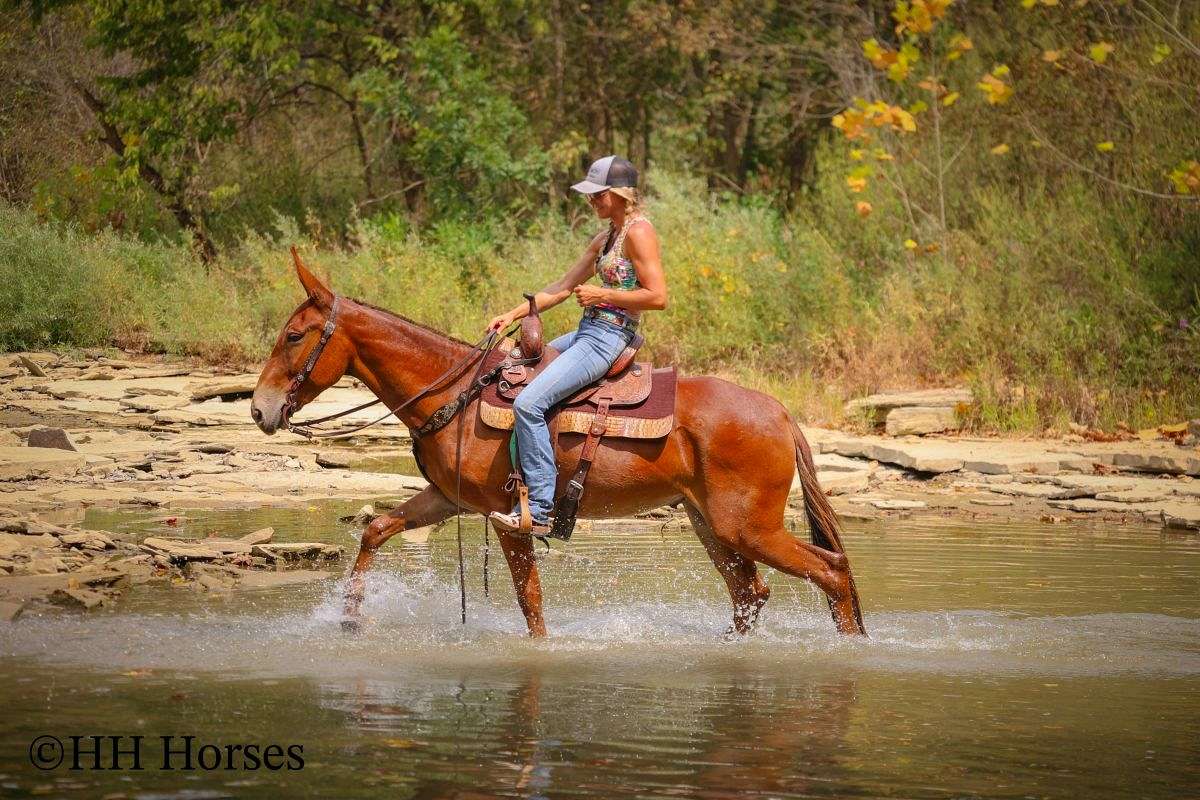Attractive 4 Yr Old Sorrel John Mule, Trail Rides Nicely, Quiet and Gentle