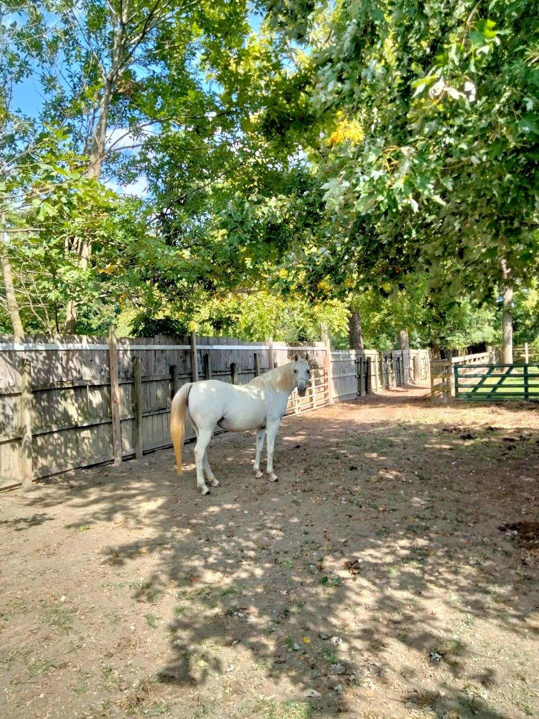 Registered White Arabian Mare
