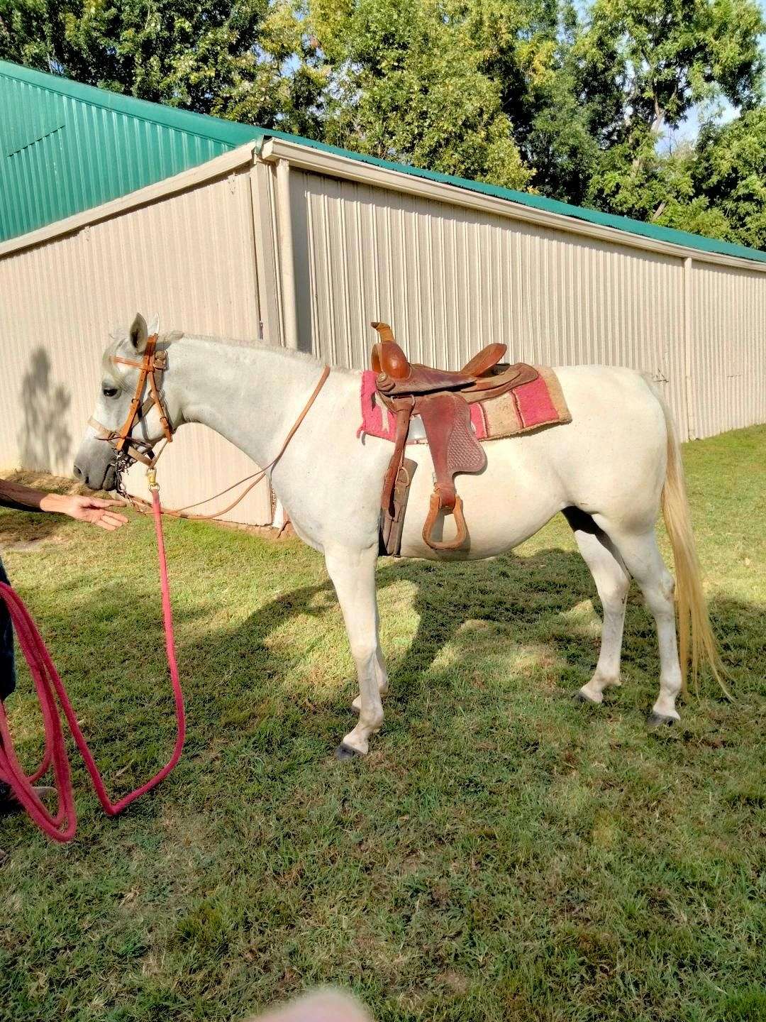 Registered White Arabian Mare