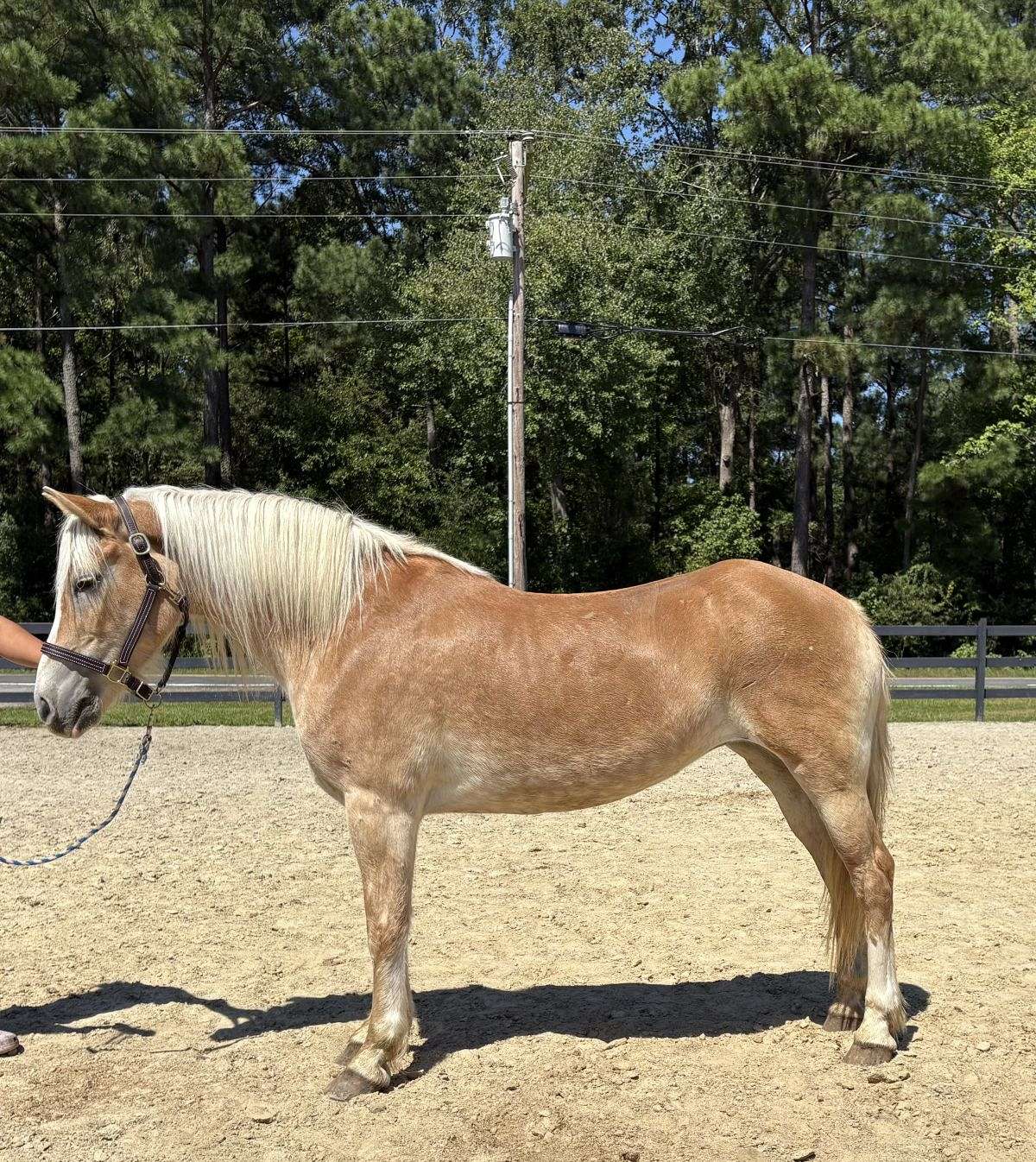 Small Haflinger Mare