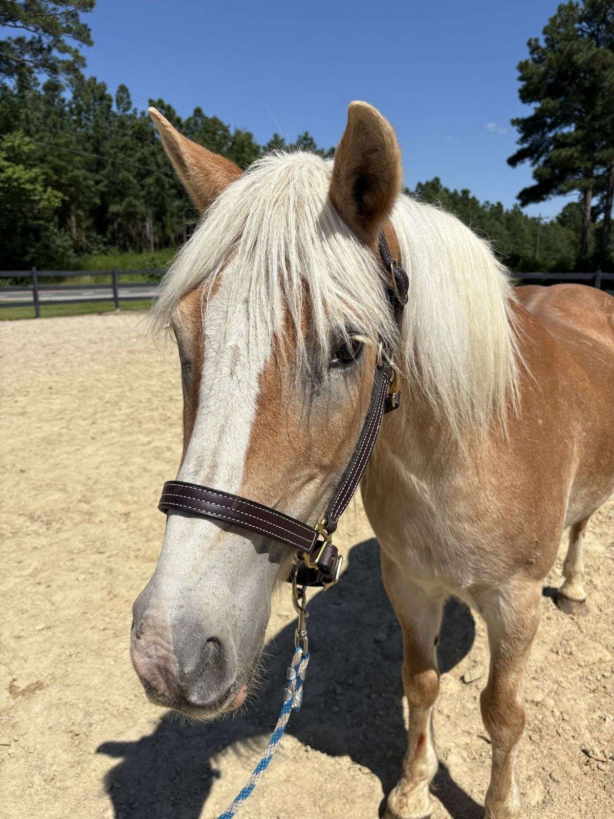 Small Haflinger Mare