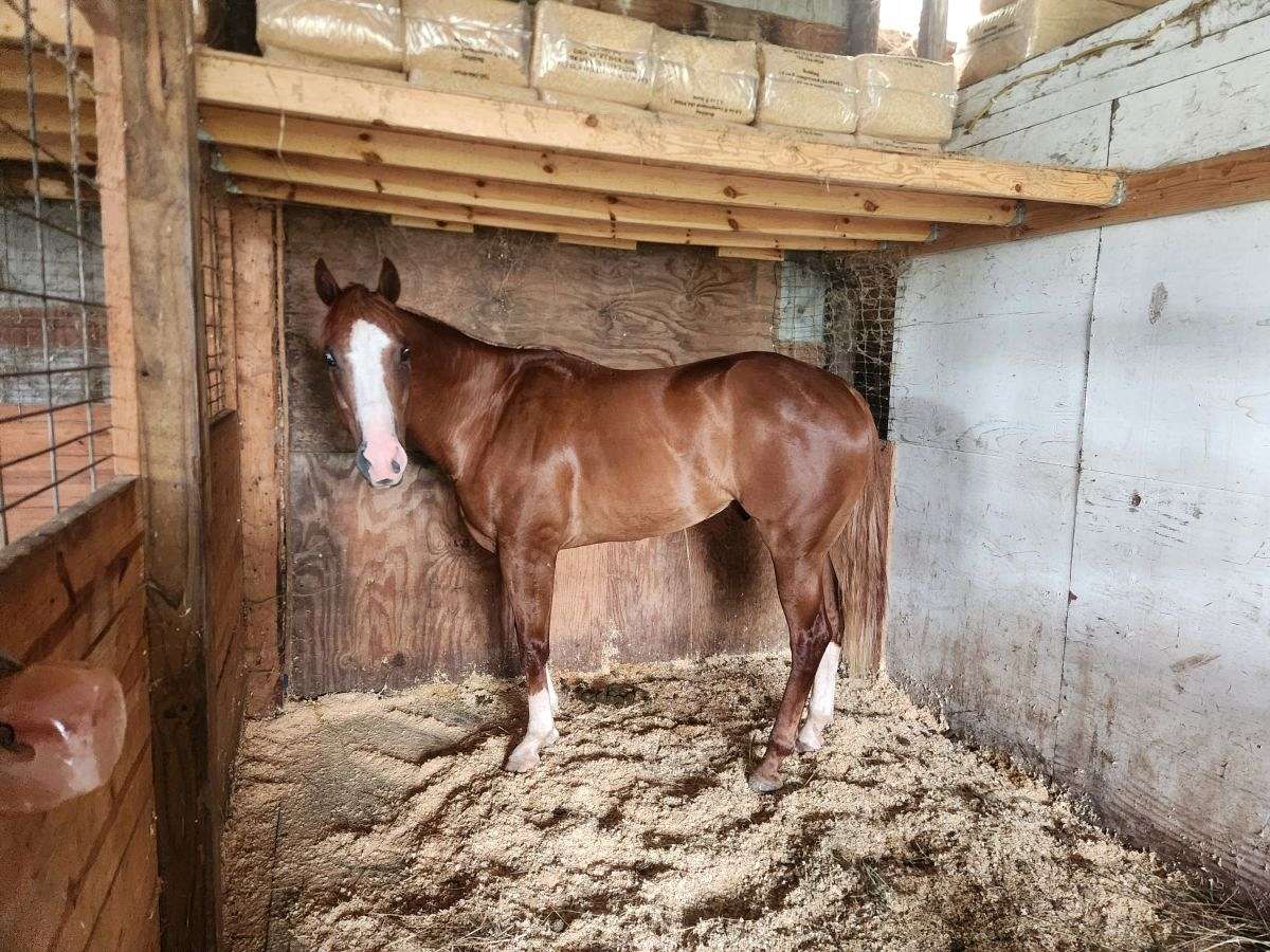 8 Year Old Gorgeous Gelding