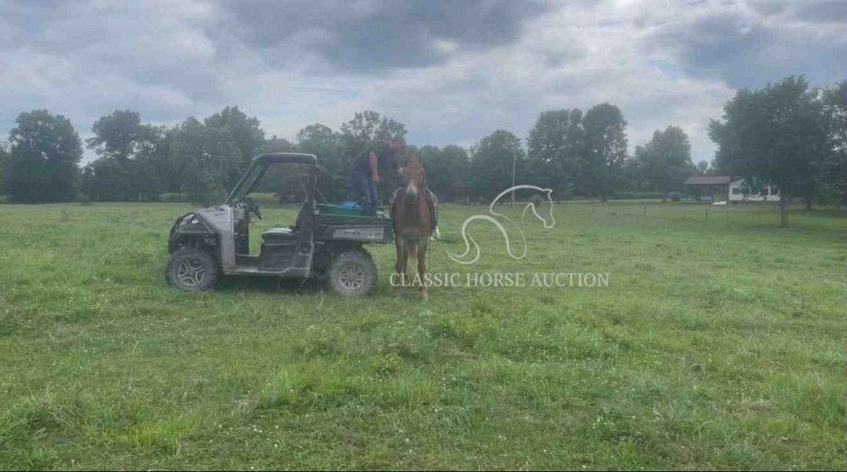 All Around John Mule