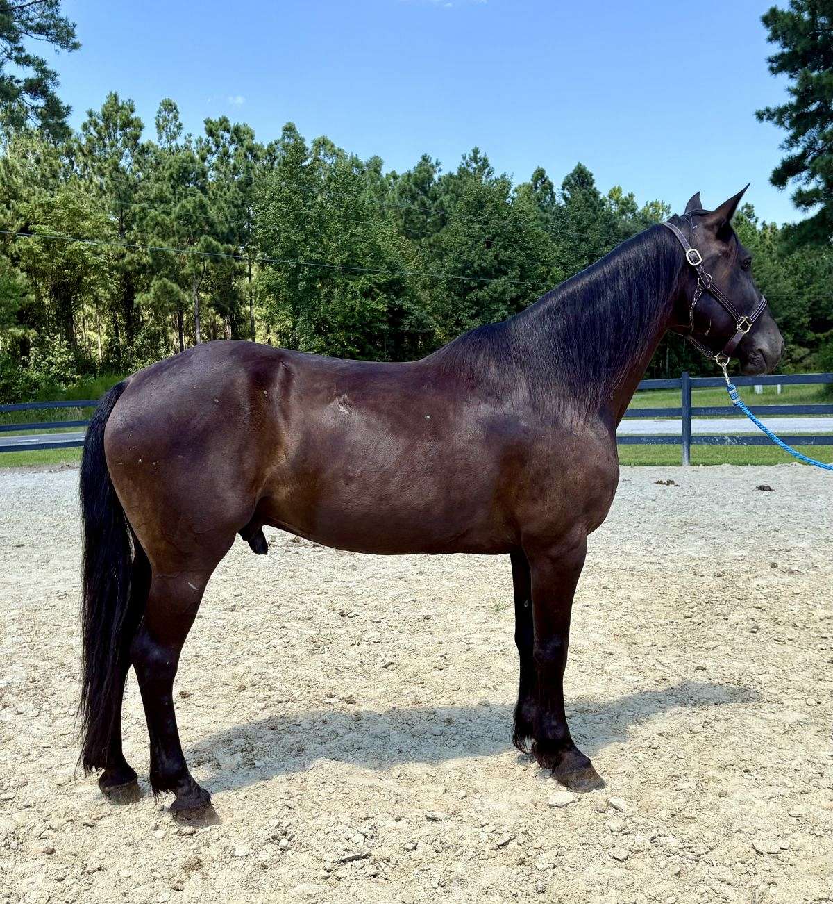 Black Percheron Cross