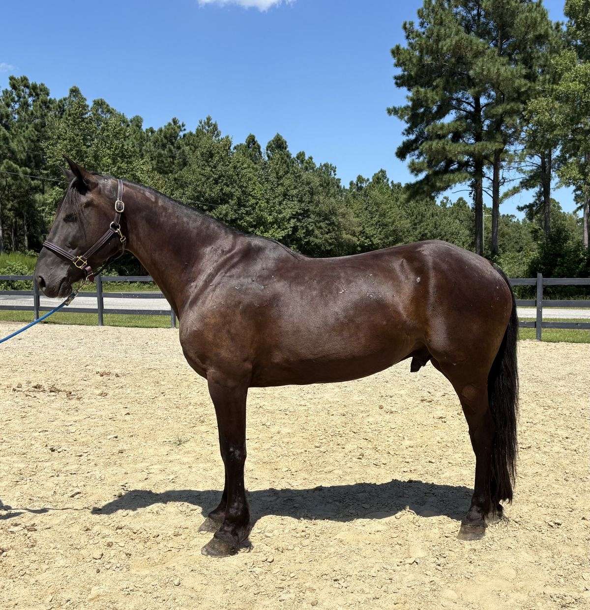 Black Percheron Cross