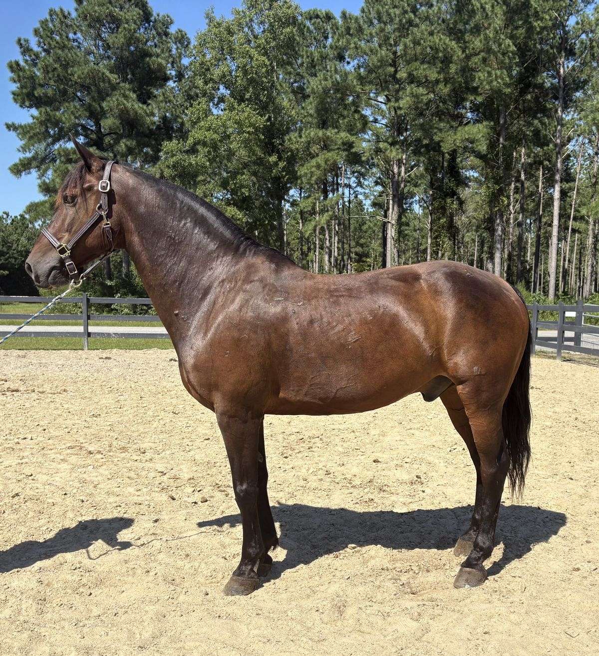 Bay Friesian Morgan